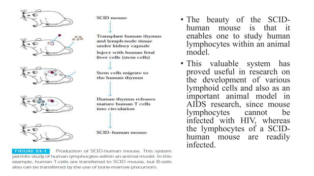 Experimental animal models | PPTX