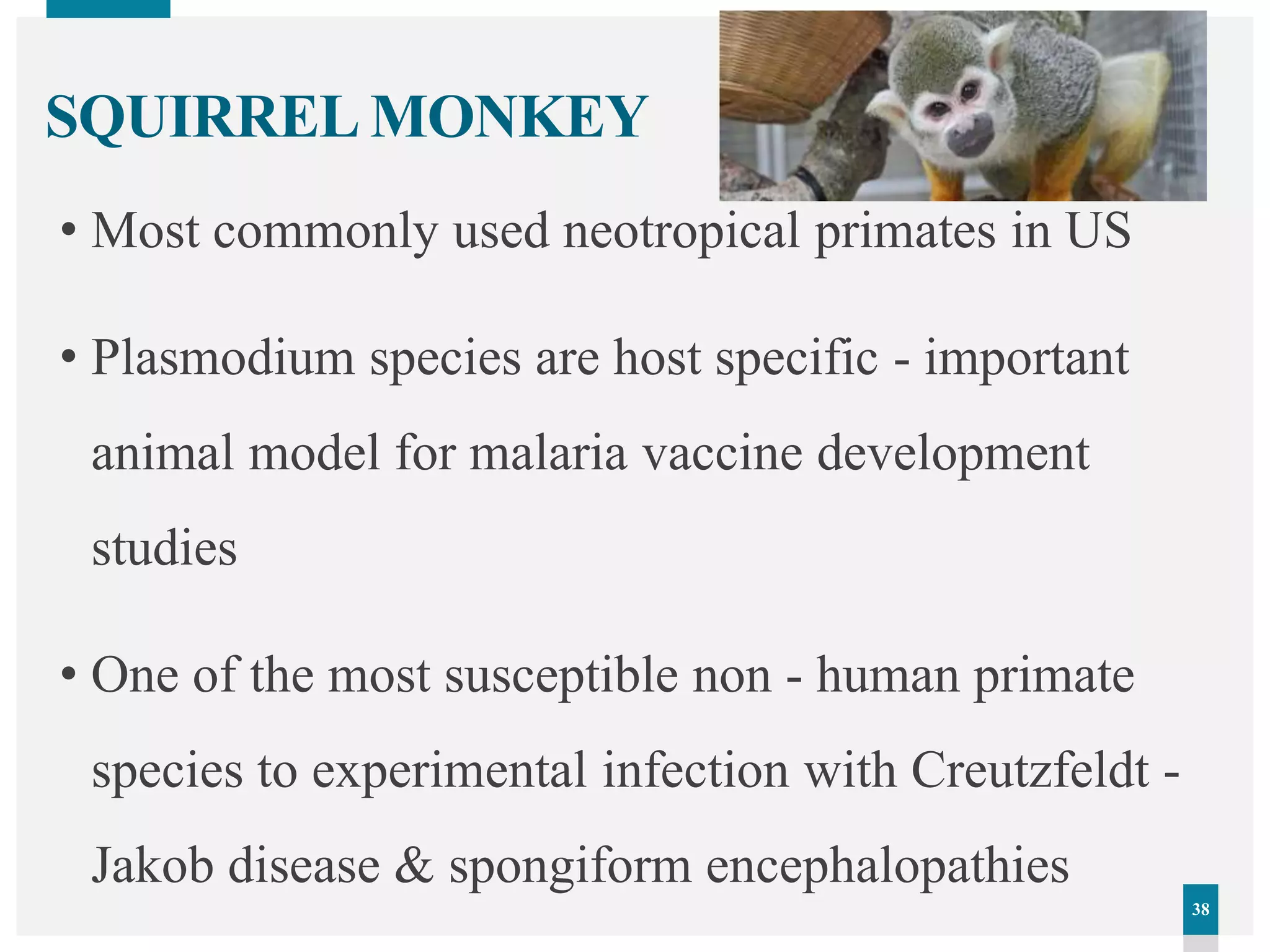 Experimental animals | PPTX