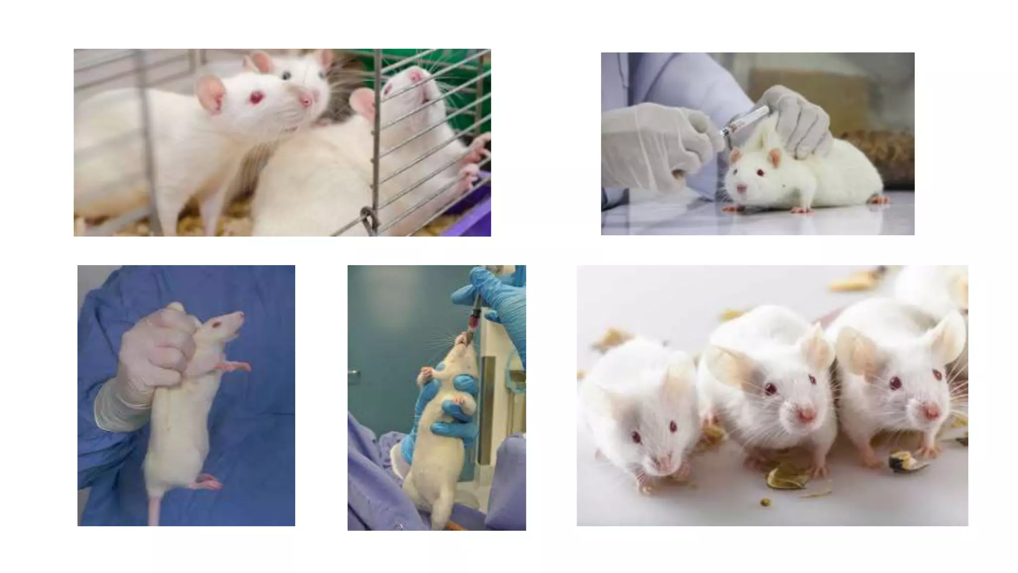 Experimental Animals used in Pharmacology and Toxicology | PPTX