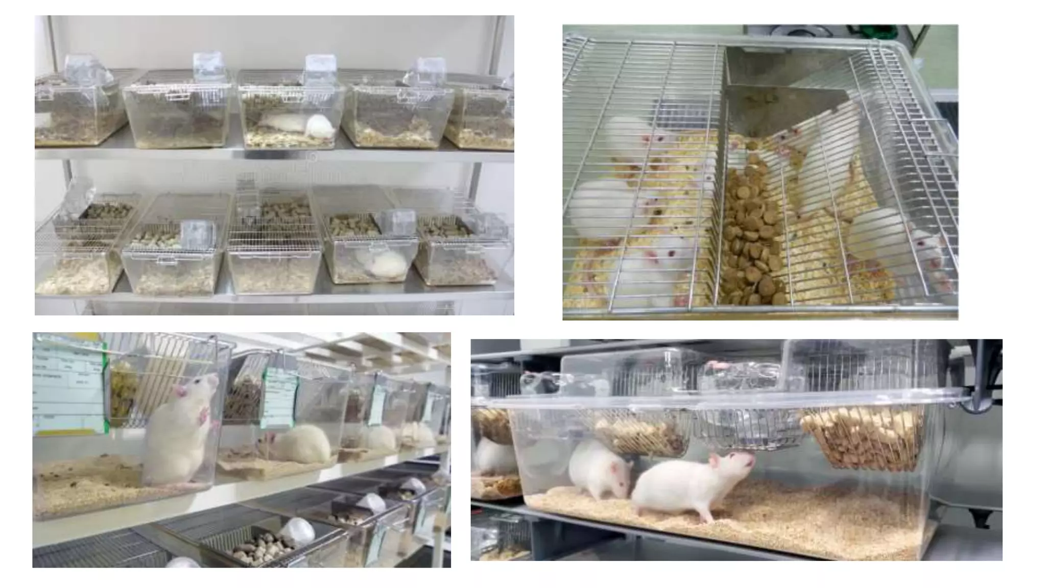 Experimental Animals used in Pharmacology and Toxicology | PPTX