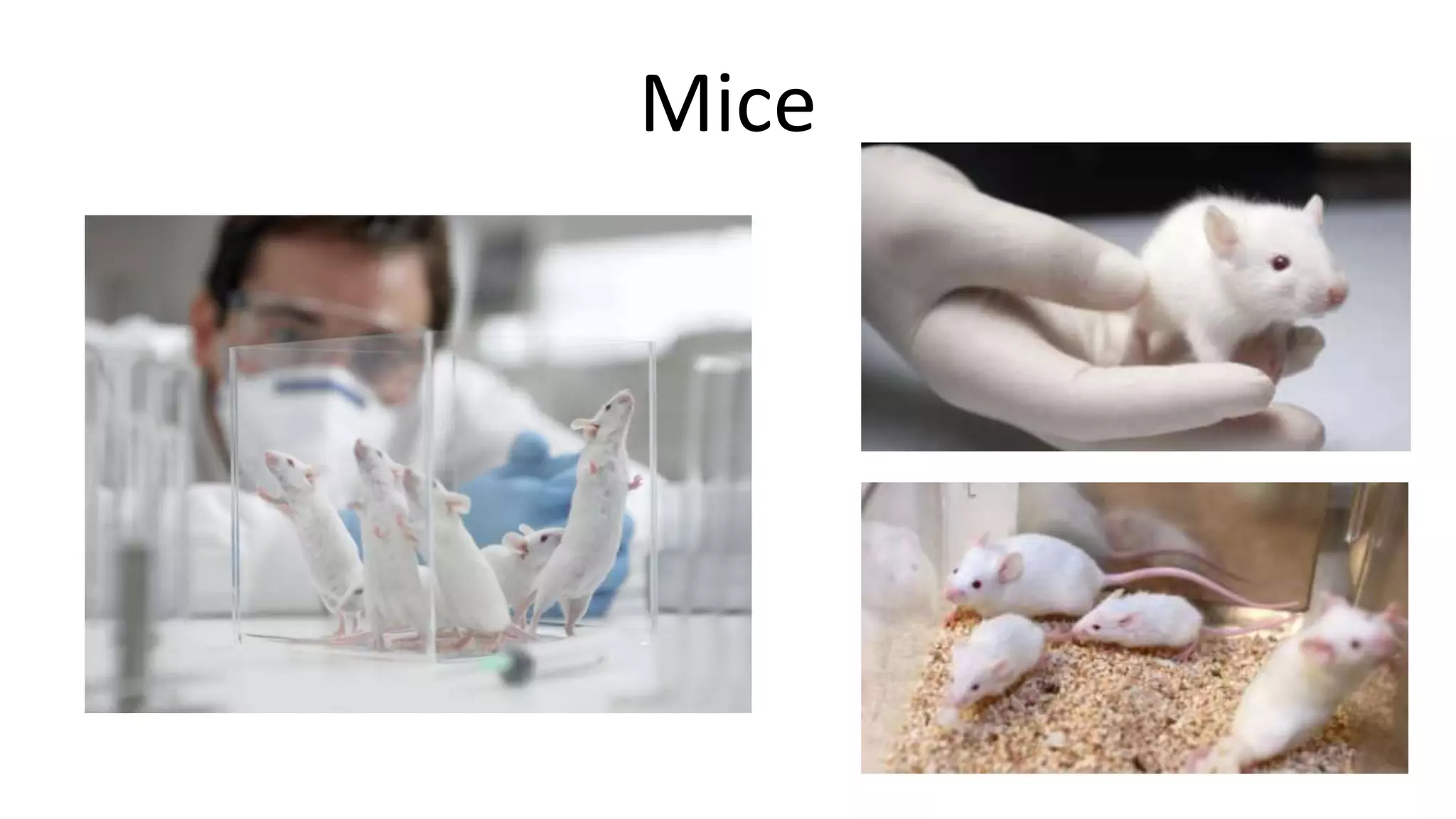 Experimental Animals used in Pharmacology and Toxicology | PPTX