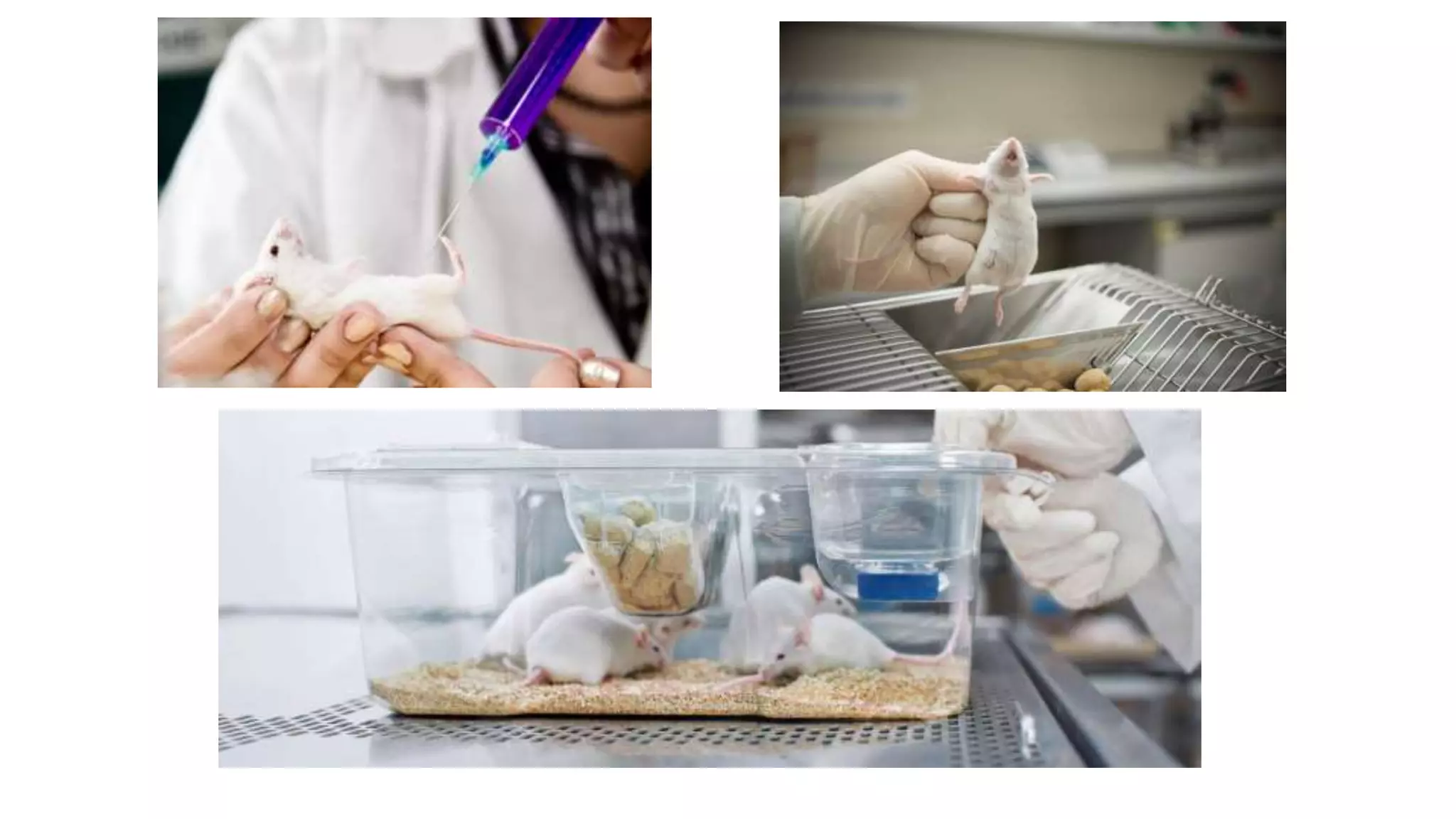 Experimental Animals used in Pharmacology and Toxicology | PPTX