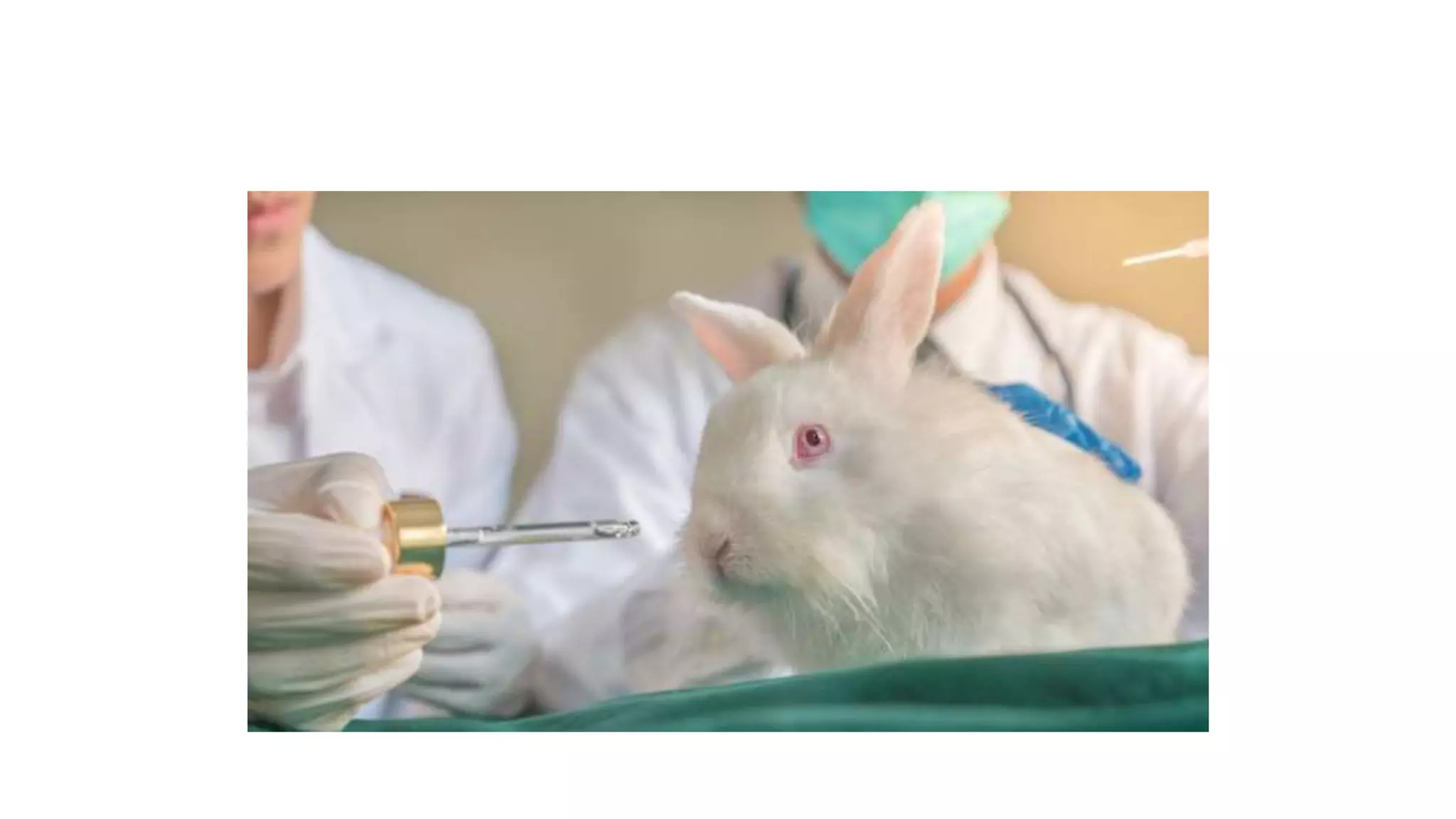 Experimental Animals used in Pharmacology and Toxicology | PPTX