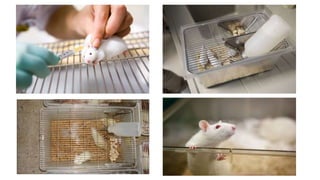 Experimental Animals used in Pharmacology and Toxicology | PPTX