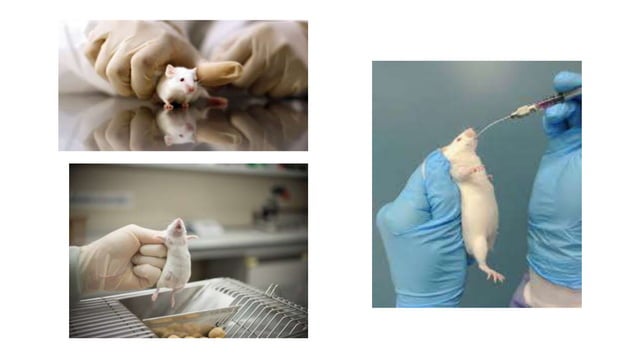 Experimental Animals used in Pharmacology and Toxicology | PPTX