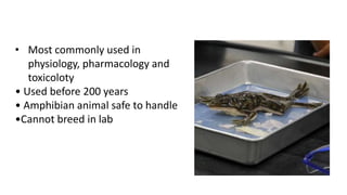 Experimental Animals used in Pharmacology and Toxicology | PPTX