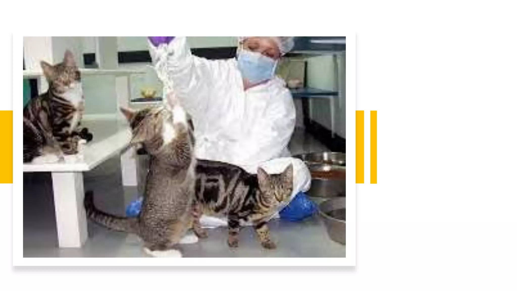 ANIMALS USED IN PHARMACOLOGICAL EXPERIMENTS | PPTX