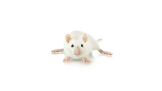 ANIMALS USED IN PHARMACOLOGICAL EXPERIMENTS | PPTX