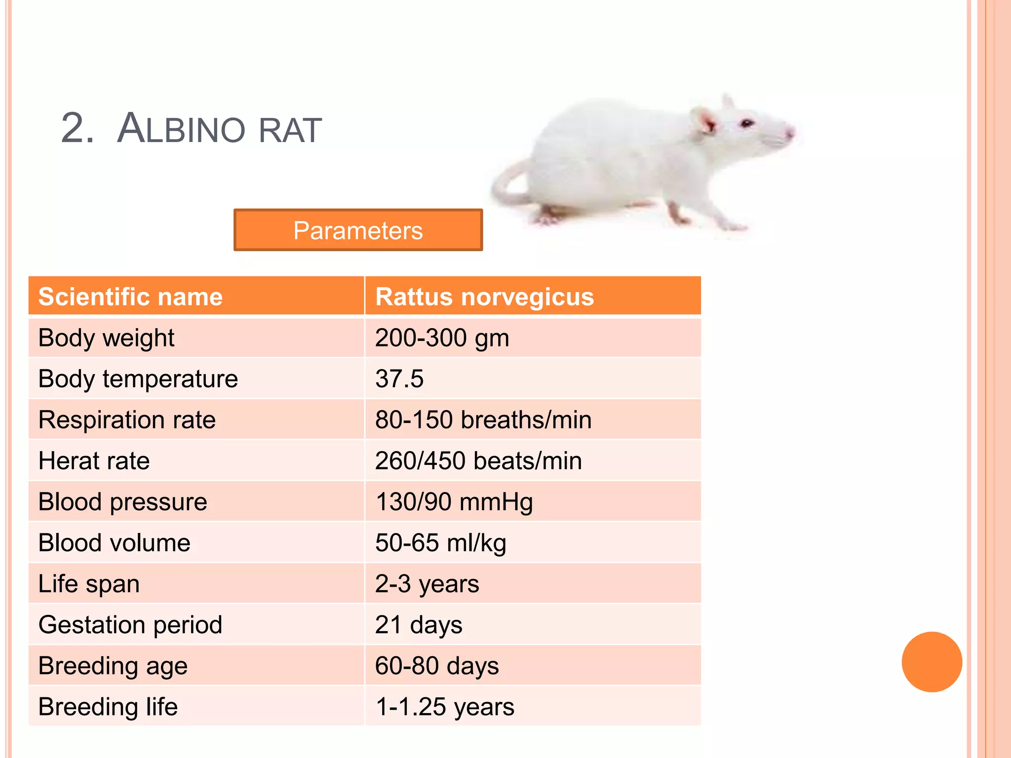 Experimental animals used in pharmacology | PPTX