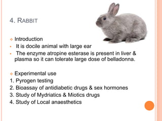 Experimental animals used in pharmacology | PPT