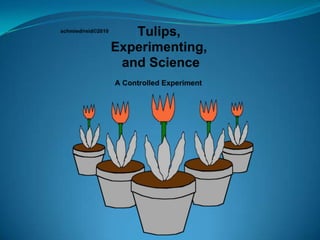 Controlled Experiment Plants