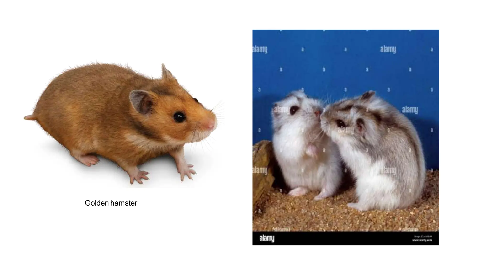 Presentation on experimental laboratory animal- Hamster | PPTX