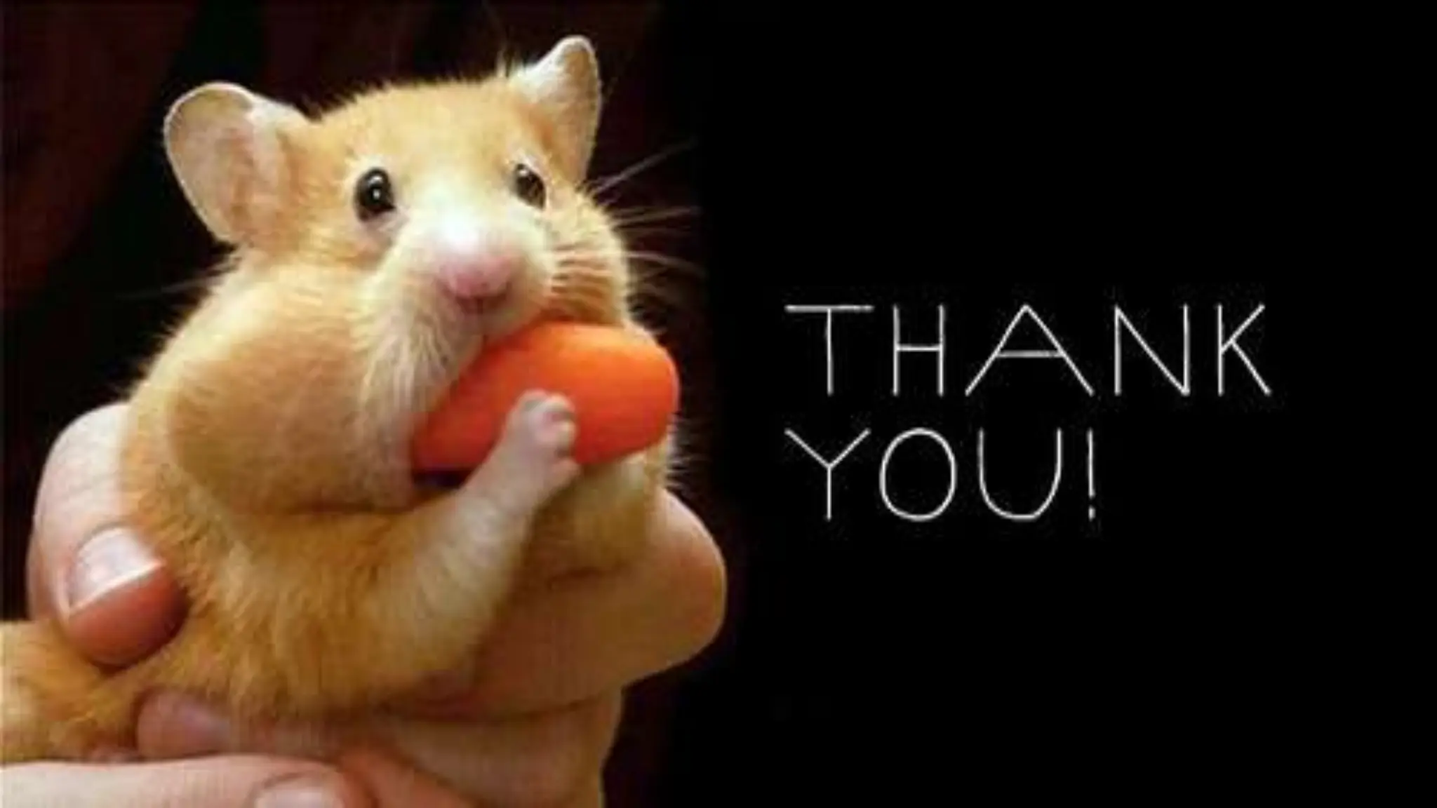 Presentation on experimental laboratory animal- Hamster | PPTX