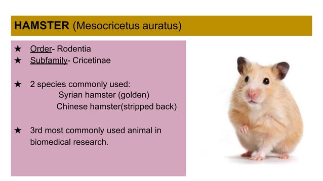 Presentation on experimental laboratory animal- Hamster | PPTX ...