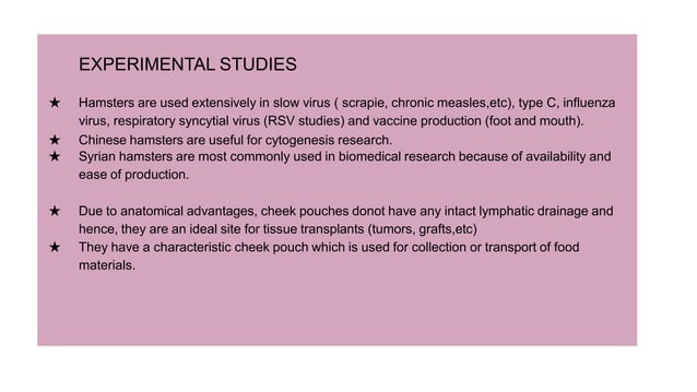 Presentation on experimental laboratory animal- Hamster | PPTX ...