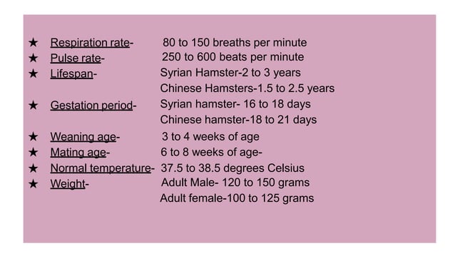 Presentation on experimental laboratory animal- Hamster | PPTX ...