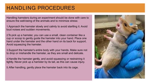Presentation on experimental laboratory animal- Hamster | PPTX ...