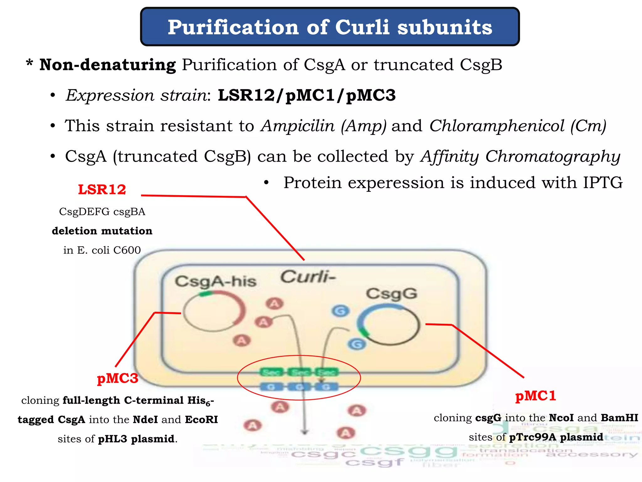 Experimental manipulation of curli | PPTX
