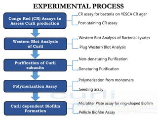 Experimental manipulation of curli | PPTX