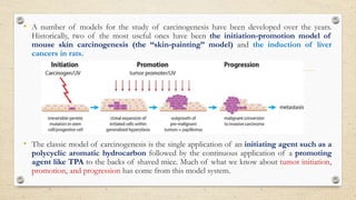 Experimental model for the study of carcinogenensis | PPTX