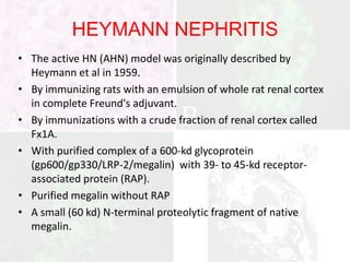 Experimental models of glomerulonephritis | PPSX