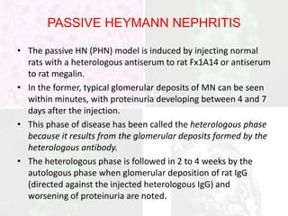 Experimental models of glomerulonephritis | PPSX