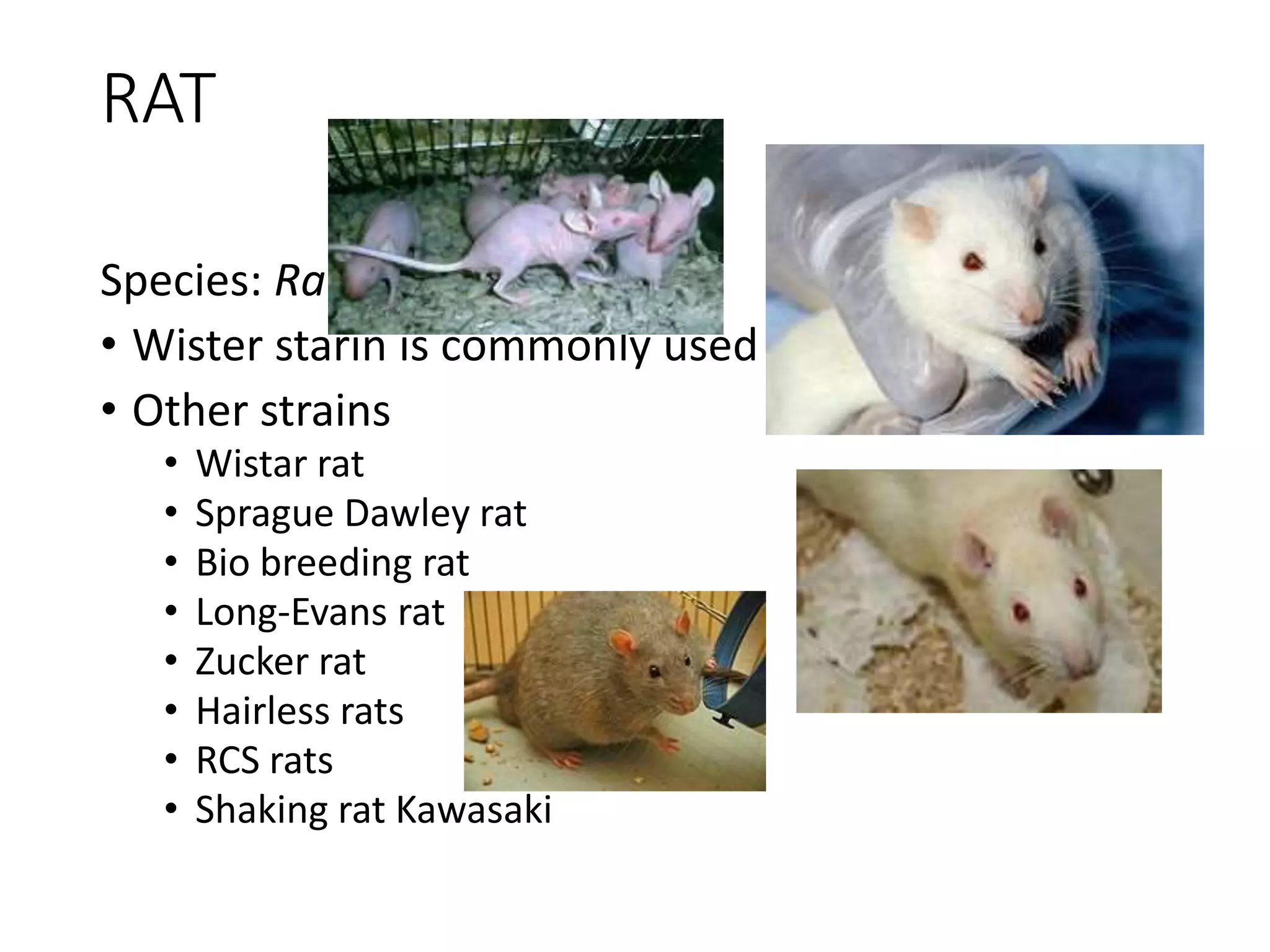 Experimental pharmacology | PPTX