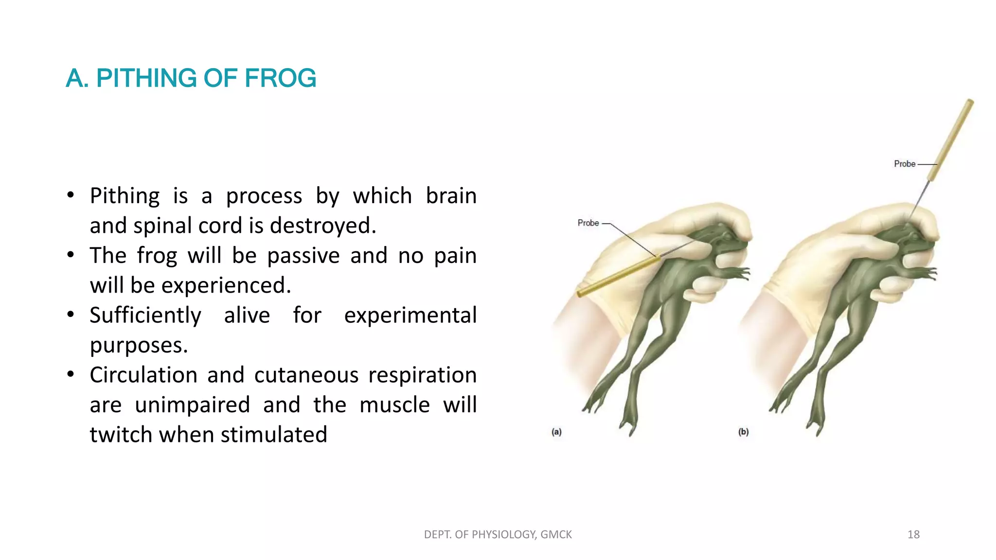 Experimental Physiology Introduction | PPTX