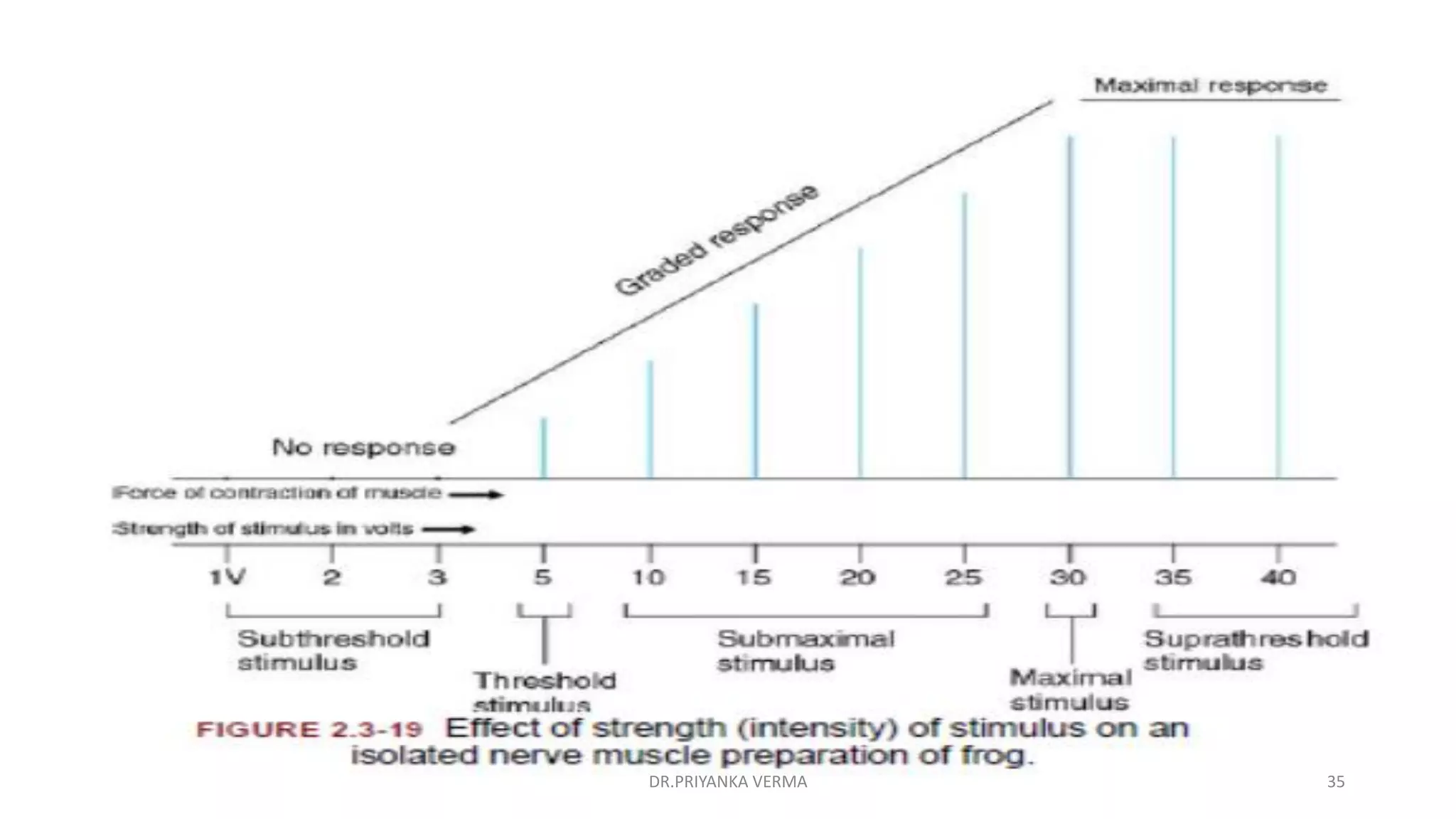 EXPERIMENTAL PHYSIOLOGY NERVE MUSCLE GRAPH.pdf