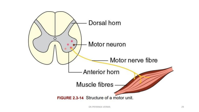 EXPERIMENTAL PHYSIOLOGY NERVE MUSCLE GRAPH.pdf