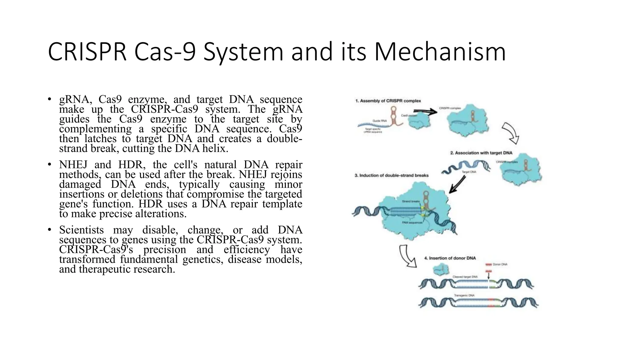 Experimental Techniques and Limitations of CRISPR and Gene.pptx ...