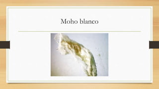 Experimento con el moho. Laura S | PPTX