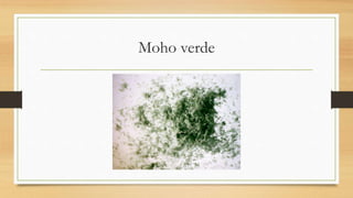 Experimento con el moho. Laura S | PPTX