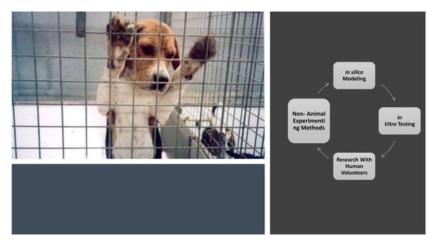 Experimentation on animals | PPT