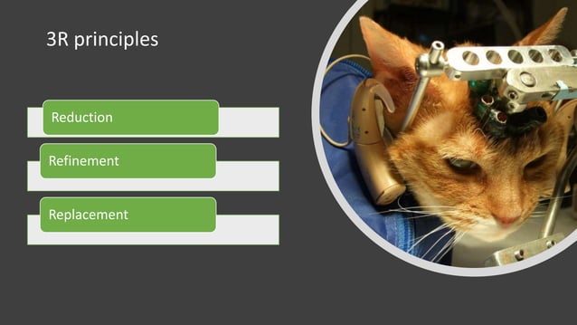 Experimentation on animals | PPT