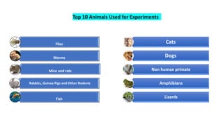 Experimentation on animals | PPT