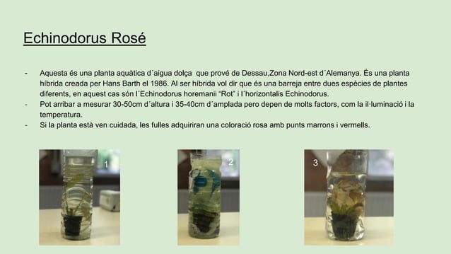 Experiment biologia | PPT