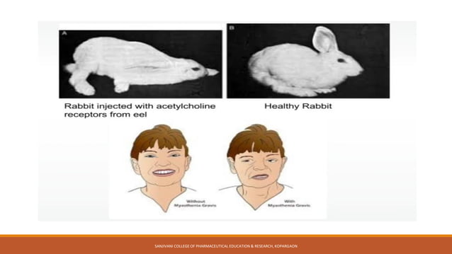 Experiment modelling of Auto-immune diseases | PDF | Diseases and ...