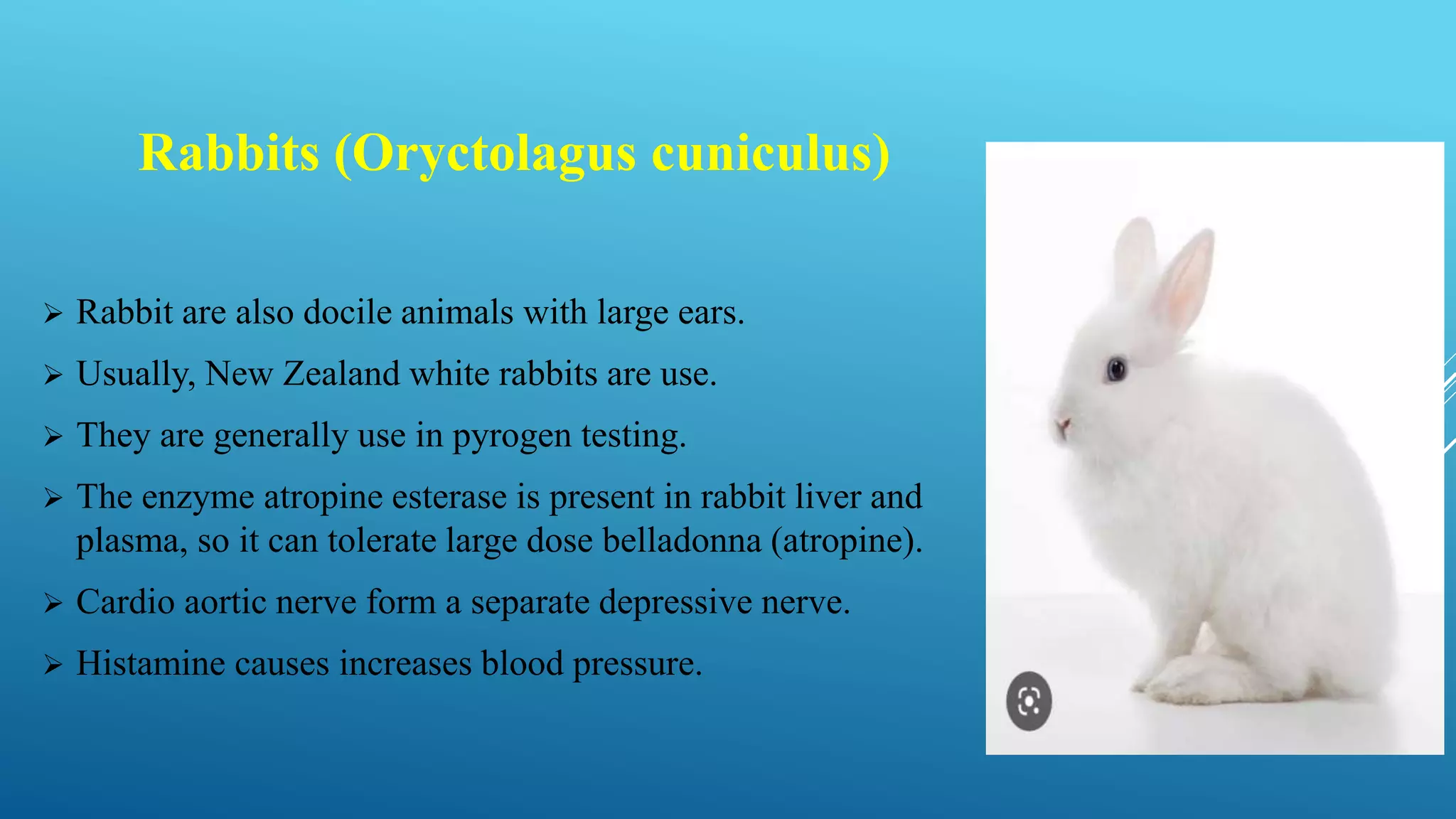 Laboratory Animal Used In Pharmacological Experiment. | PPTX