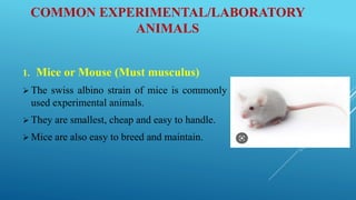 Laboratory Animal Used In Pharmacological Experiment. | PPTX