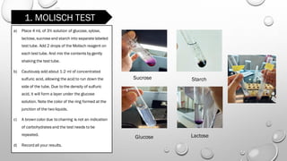 Carbohydrates - Experiment No. 3 | PDF