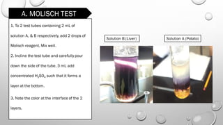 Isolation of Carbohydrates - Experiment no. 4 | PDF