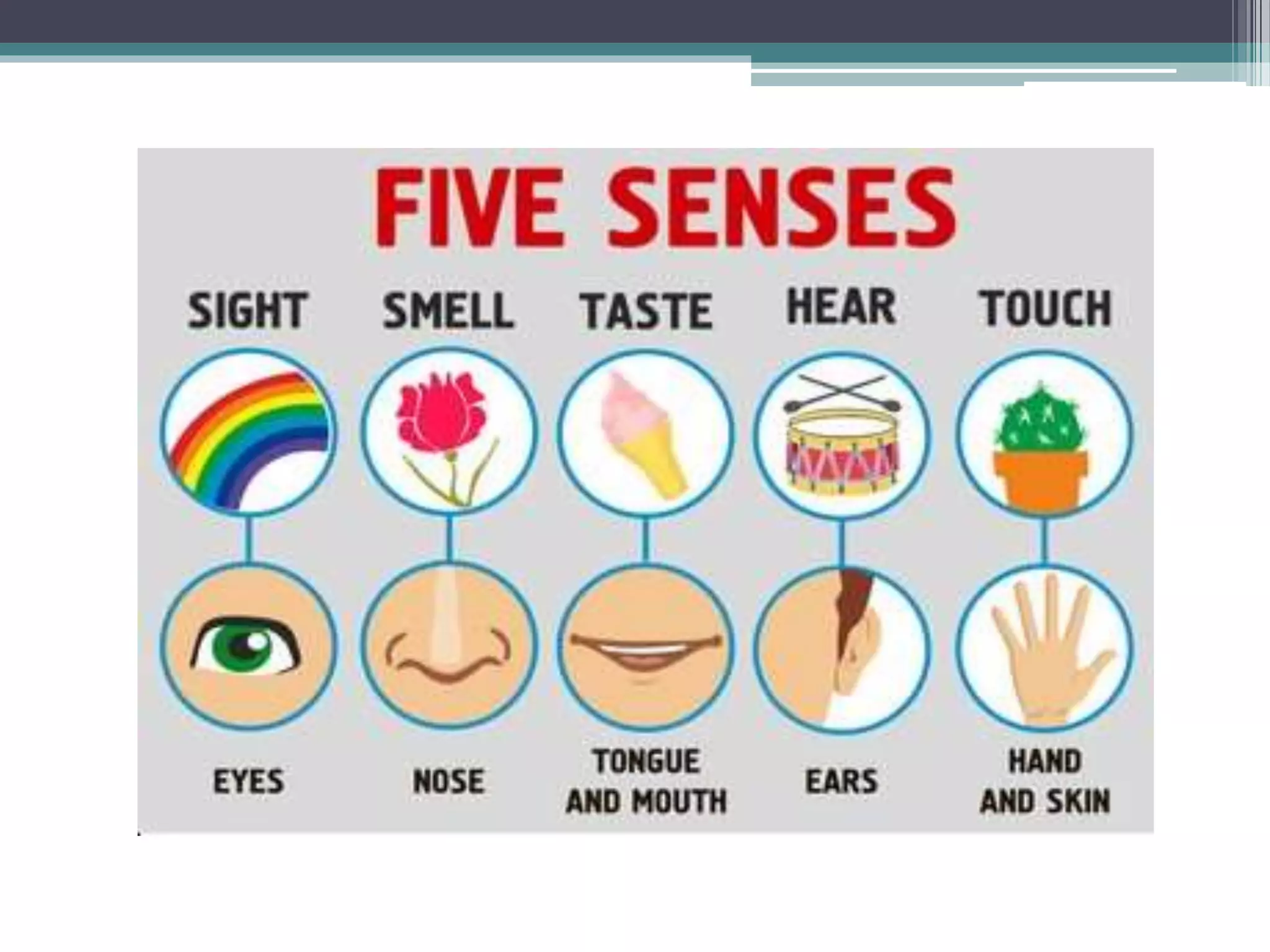To study the Integumentary and Special senses using specimen, models | PPTX