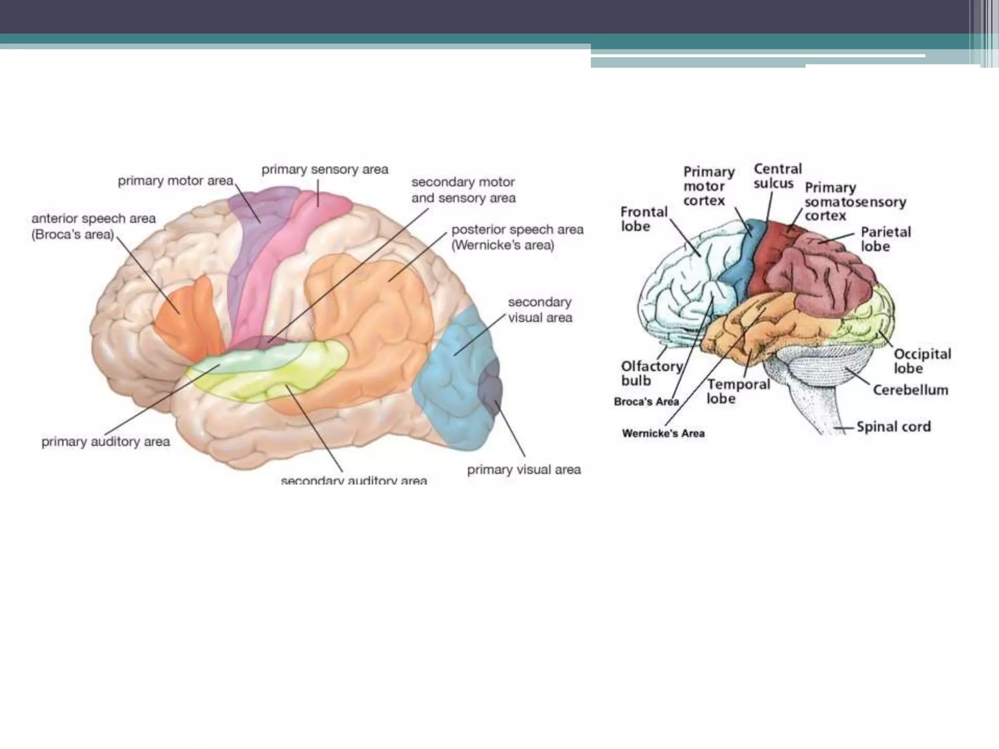 To study the Integumentary and Special senses using specimen, models | PPTX