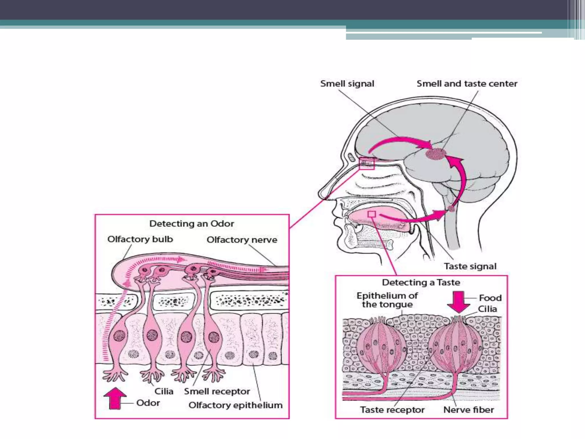To study the Integumentary and Special senses using specimen, models | PPTX