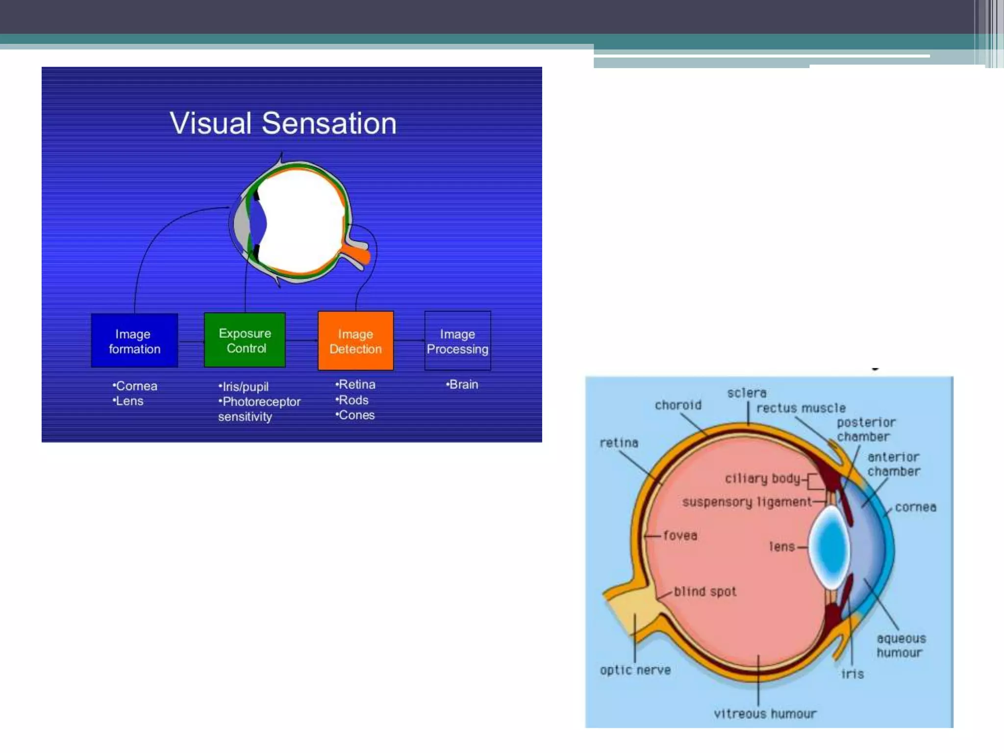 To study the Integumentary and Special senses using specimen, models | PPTX