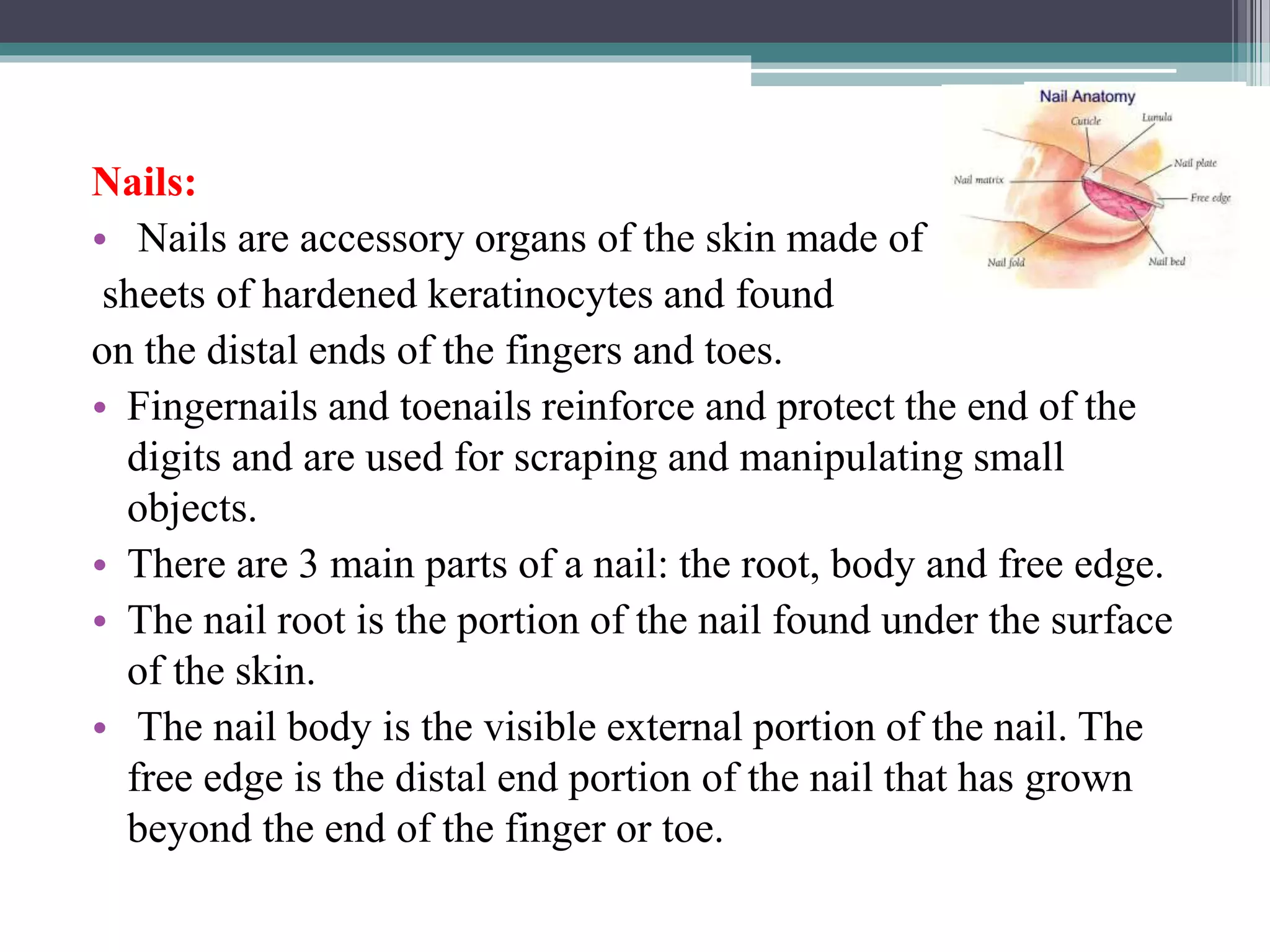 To study the Integumentary and Special senses using specimen, models | PPTX