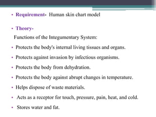 To study the Integumentary and Special senses using specimen, models | PPTX