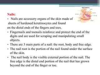 To study the Integumentary and Special senses using specimen, models | PPTX
