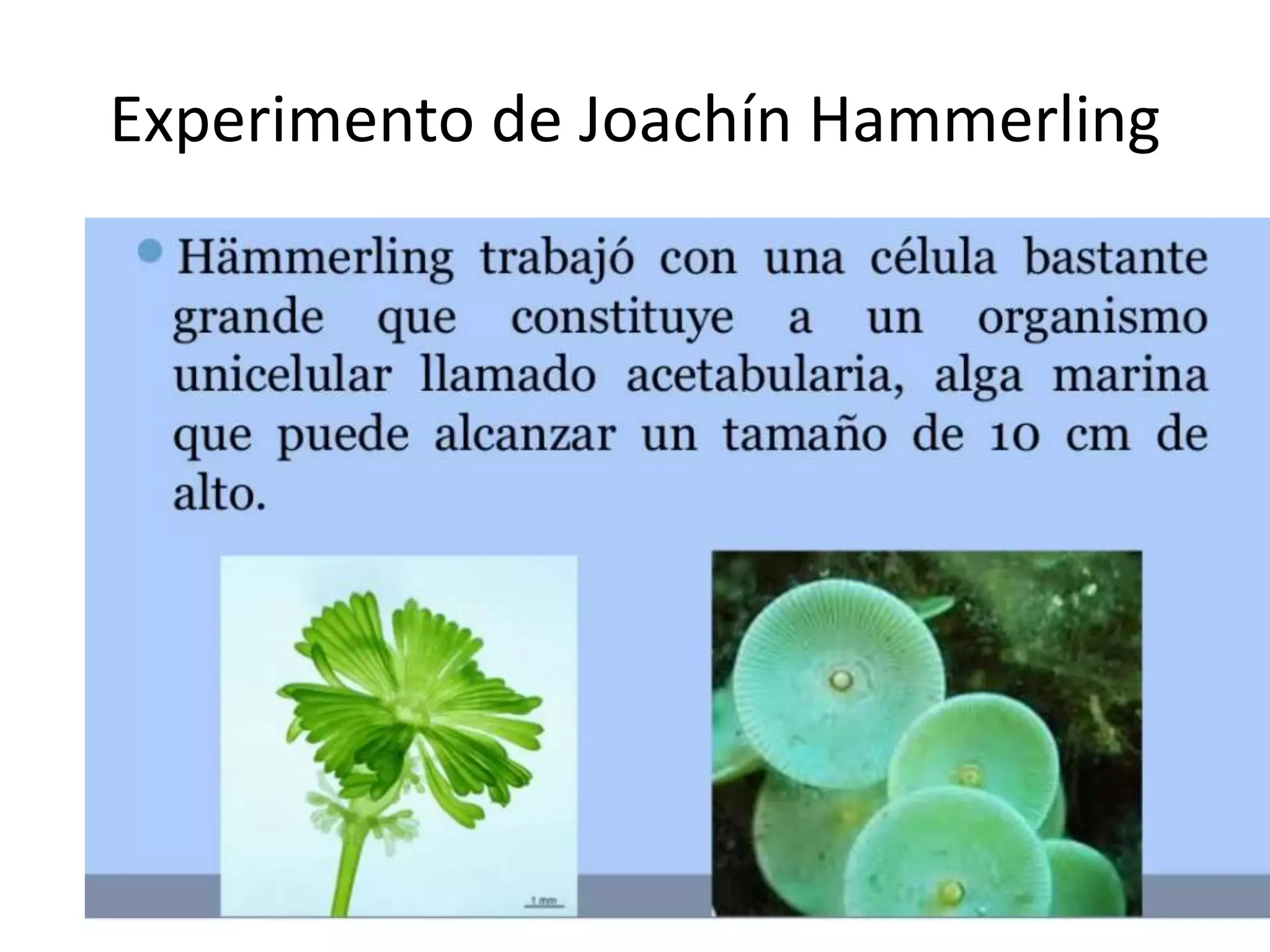 Experimento de joachin hammerling | PPTX